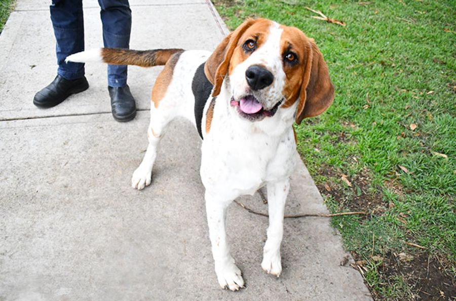 Cletus 34931 Campbelltown ACF - Large Male Foxhound x Beagle Mix Dog in ...
