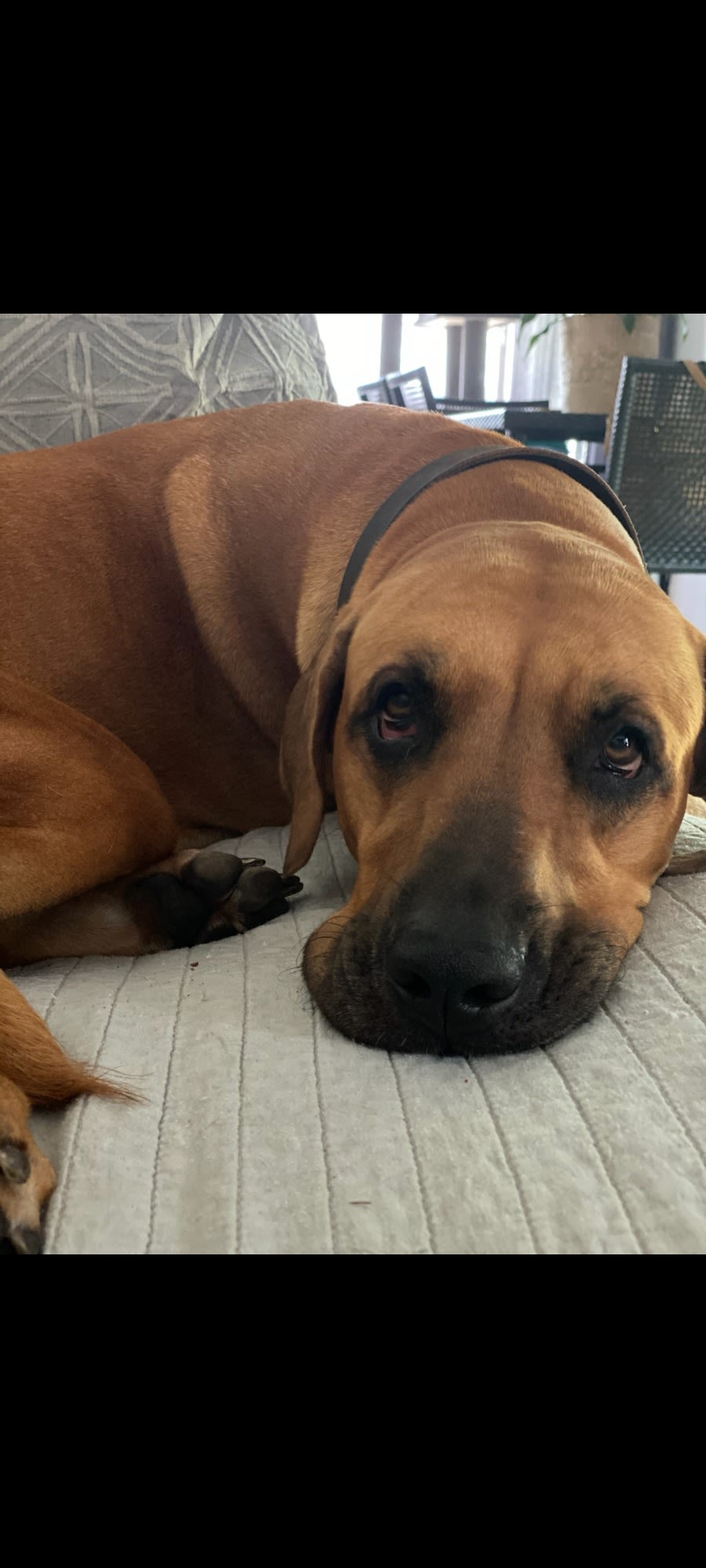 Sally - Large Female Rhodesian Ridgeback Mix Dog in QLD - PetRescue
