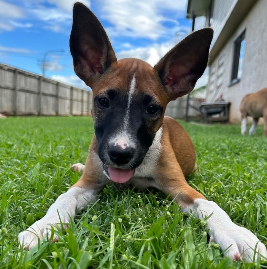 Kahuna - Medium Female Mixed Breed Mix Dog in QLD - PetRescue