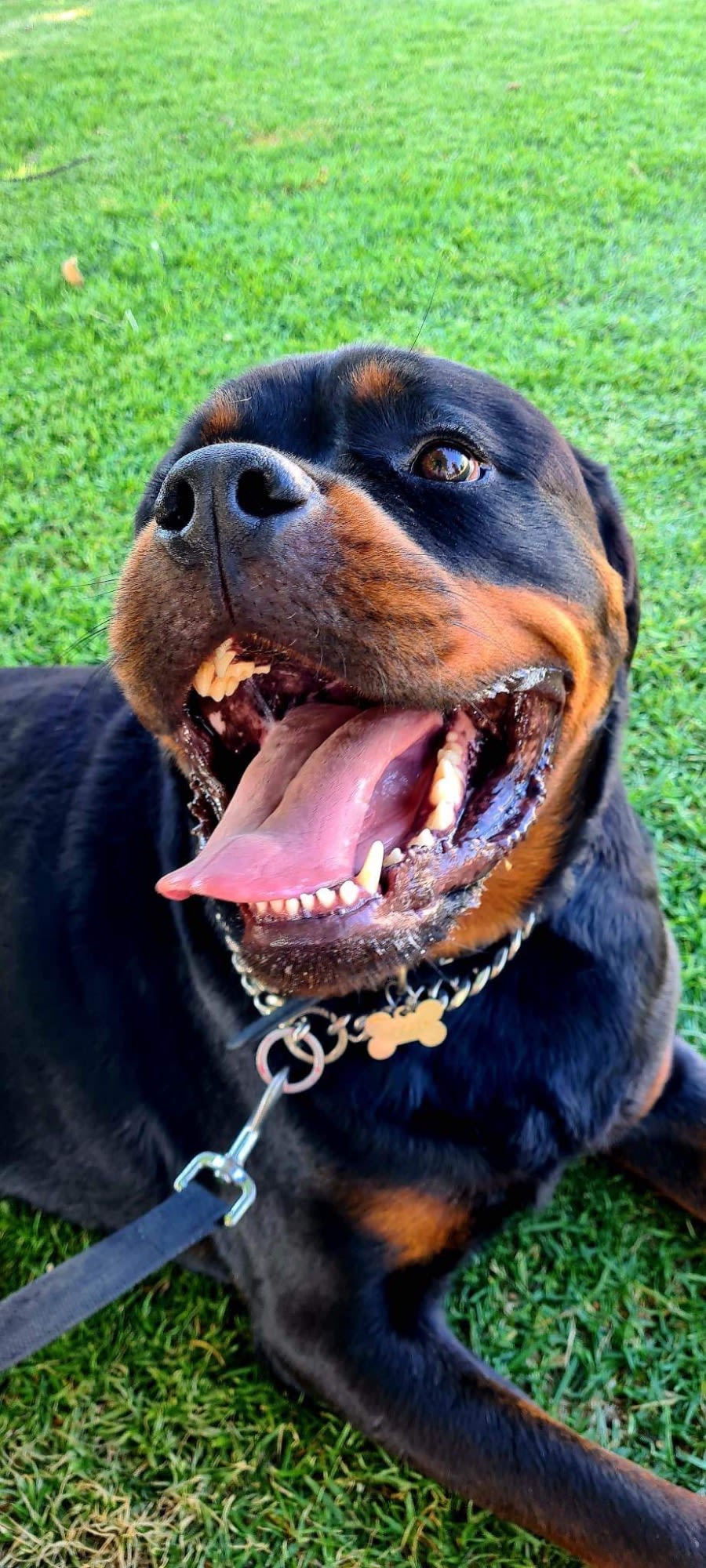 Doshy - Large Male Rottweiler Dog in NSW - PetRescue