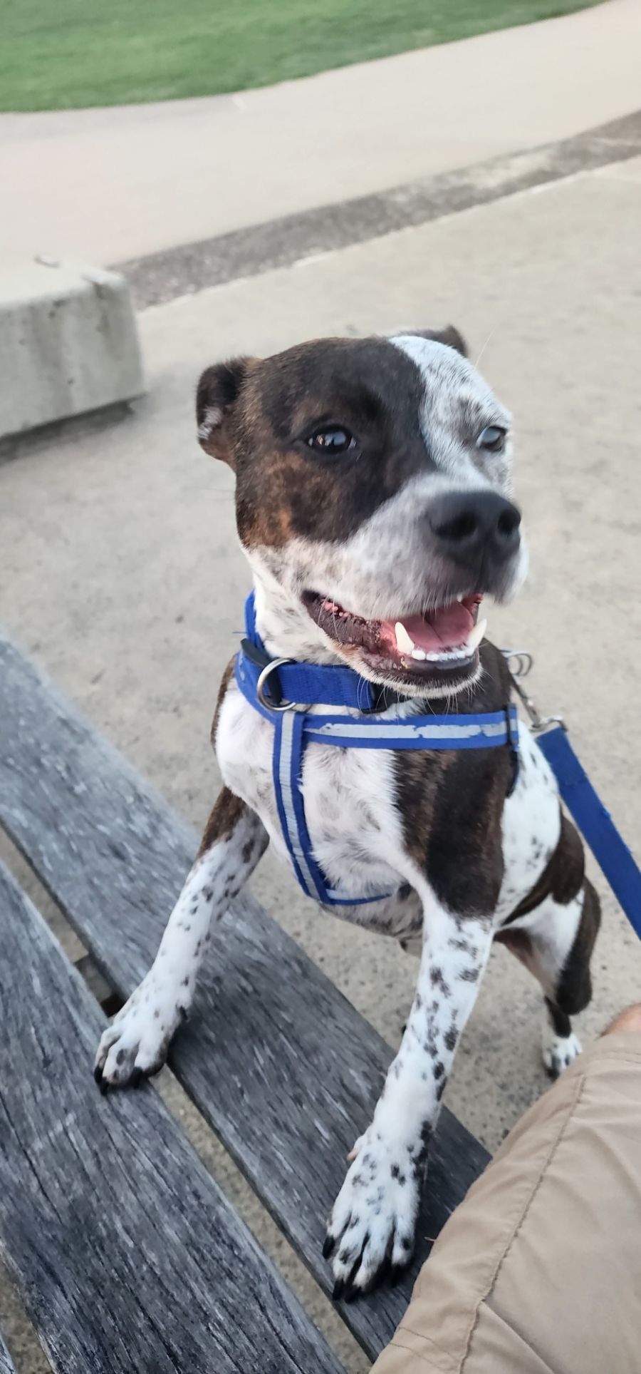 Rocco - Medium Male Cattle Dog x Staffy Dog in NSW - PetRescue