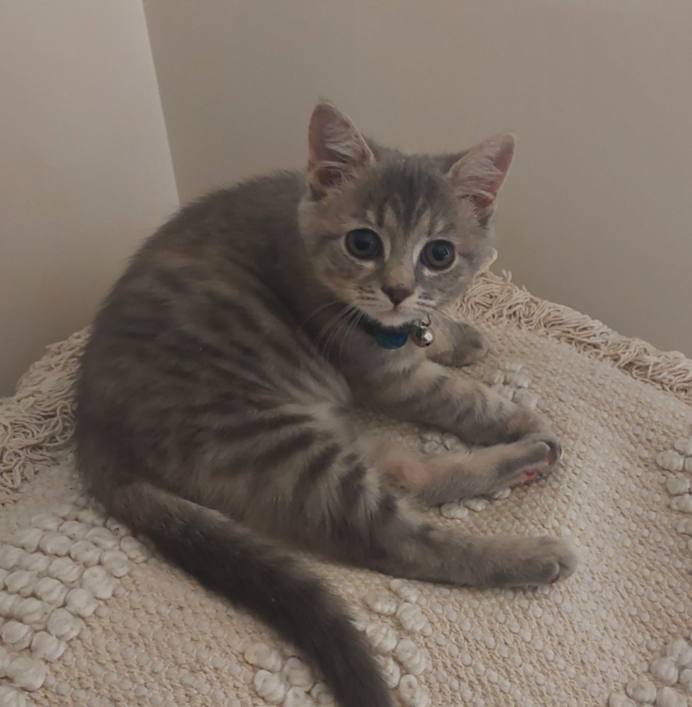 Raylah - Female Domestic Short Hair Cat in WA - PetRescue