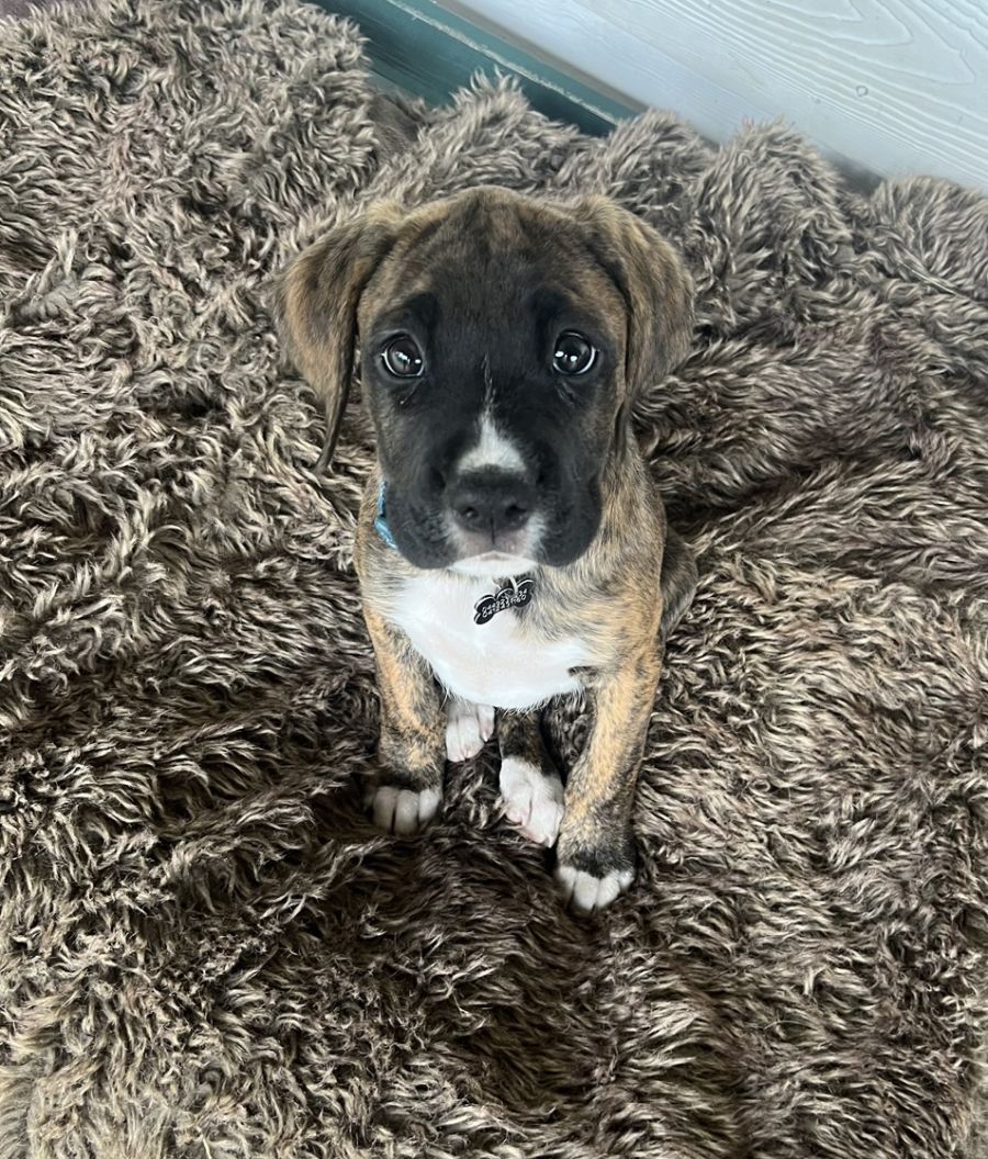 Fergus - Large Male Boxer x German Shorthaired Pointer Mix Dog in VIC ...