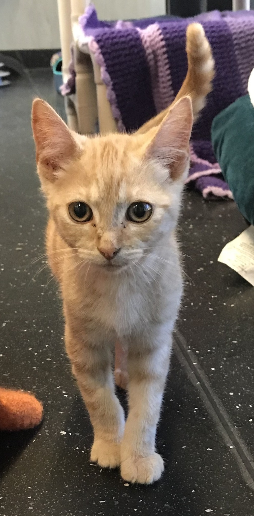 Java - Male Oriental Mix Cat in VIC - PetRescue