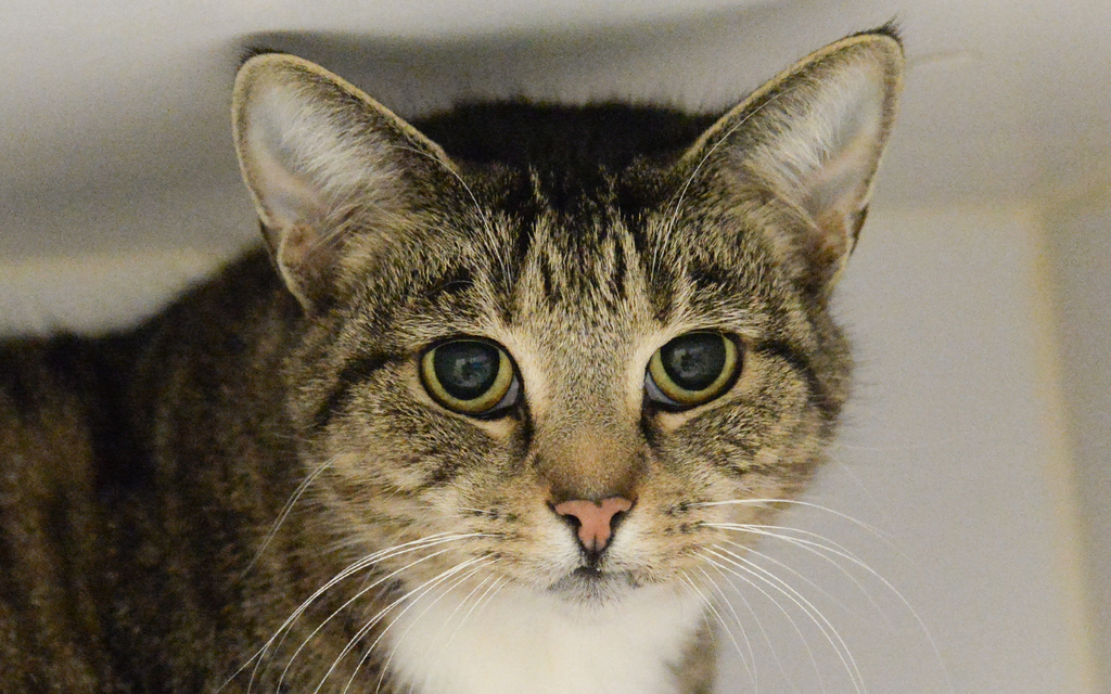 Bindi - Female Domestic Short Hair Mix Cat in VIC - PetRescue