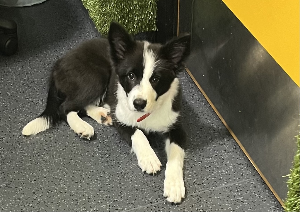 Ruby - Medium Female Border Collie Mix Dog in QLD - PetRescue