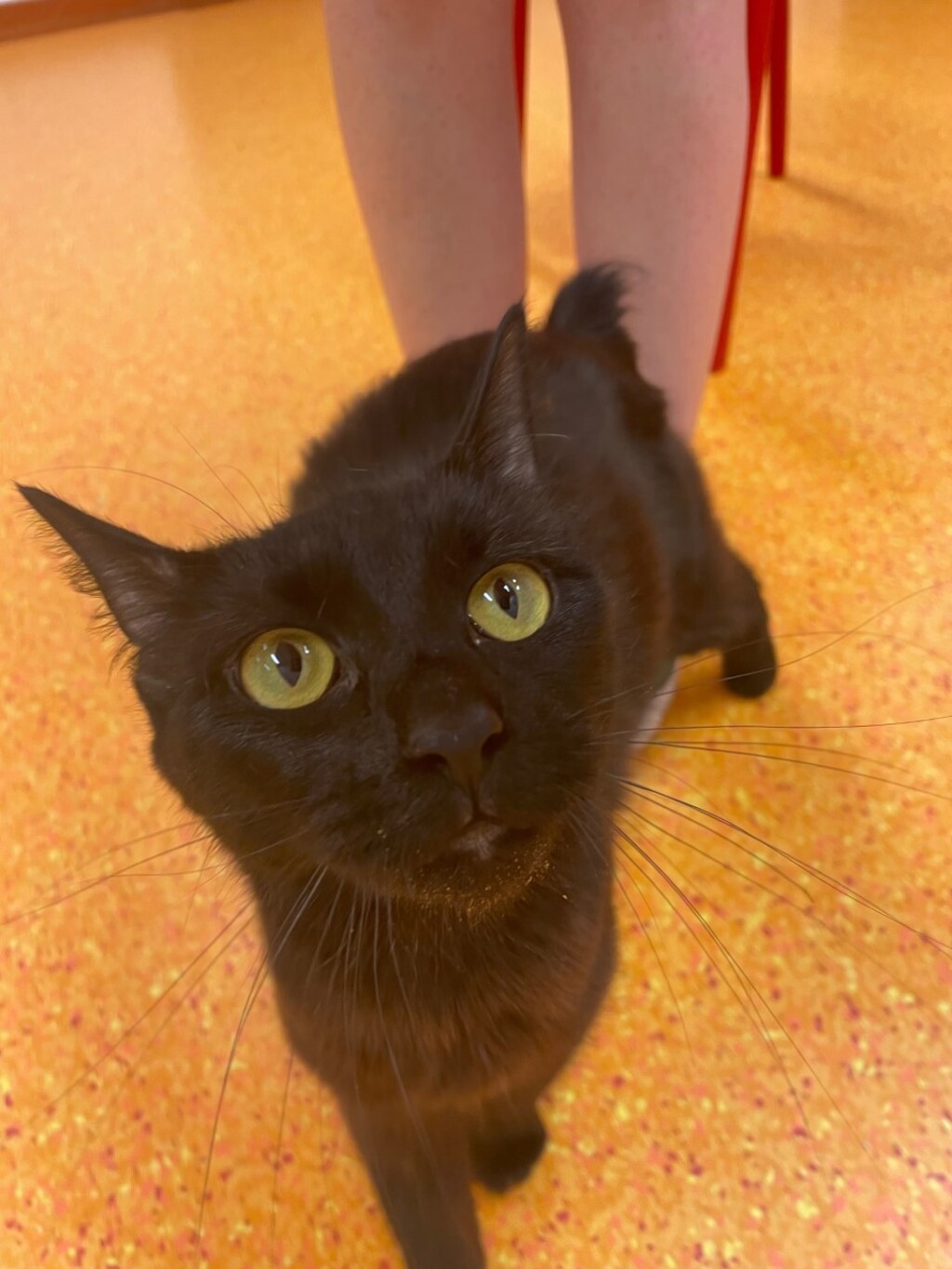 Sock - Female Manx Mix Cat in QLD - PetRescue