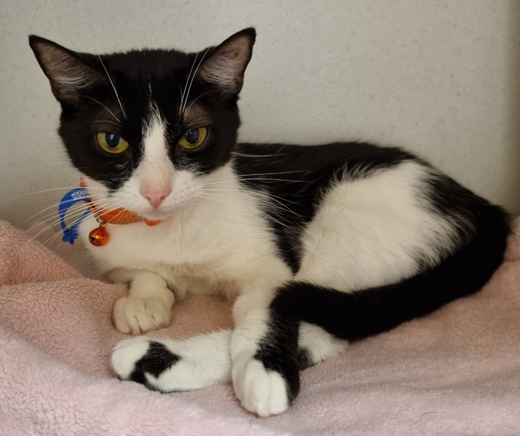 Spink - Female Domestic Short Hair Mix Cat in QLD - PetRescue