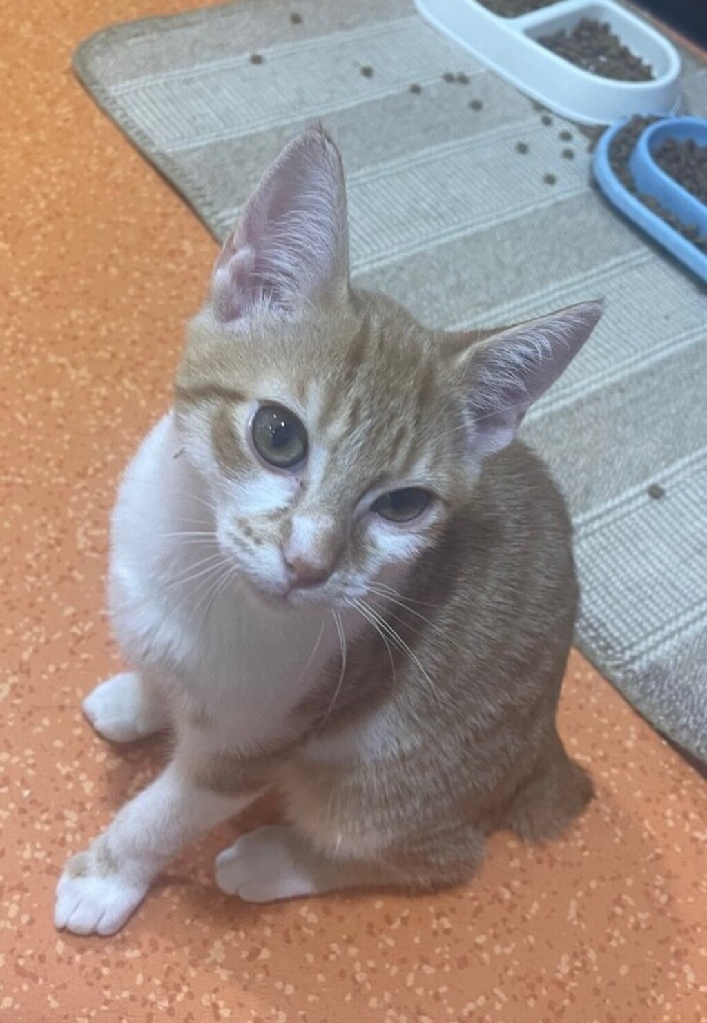 Tex - Male Manx Mix Cat in QLD - PetRescue