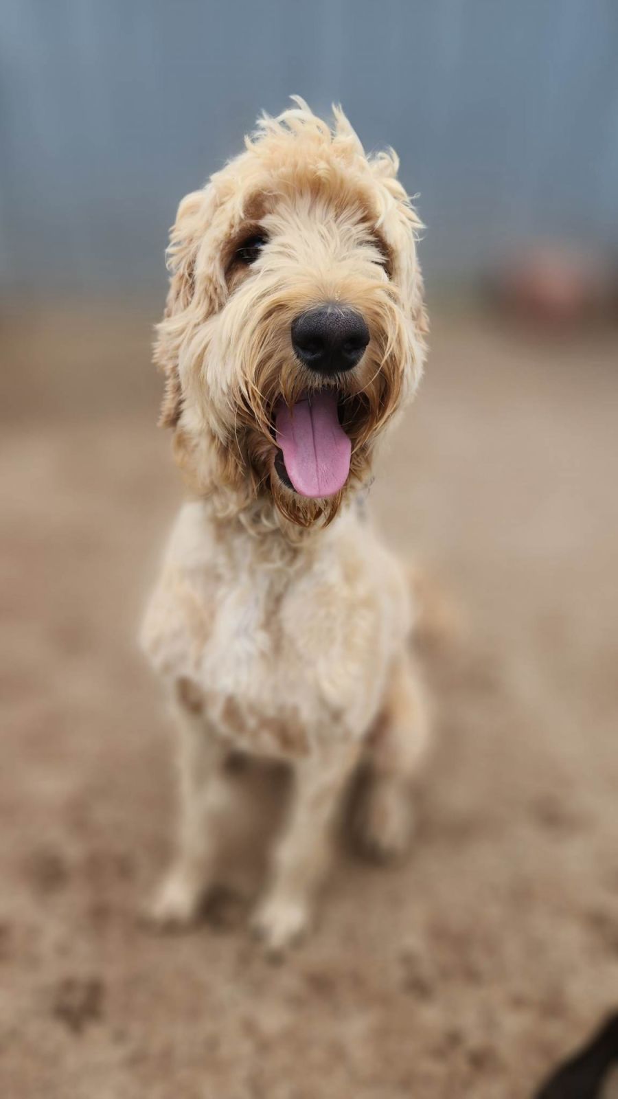 Doug - Medium Male Golden Retriever x Poodle Mix Dog in VIC - PetRescue