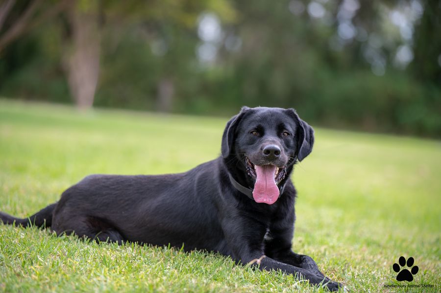 Woody - Large Male Labrador Mix Dog in NSW - PetRescue