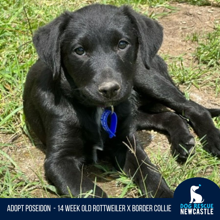 Poseidon - 14 Week Old Rottweiler x (On Trial) - Large Male Rottweiler ...