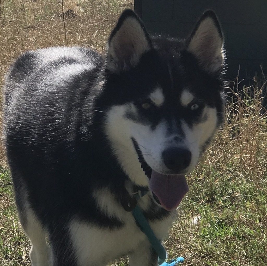 Max - Large Male Alaskan Malamute Mix Dog in VIC - PetRescue