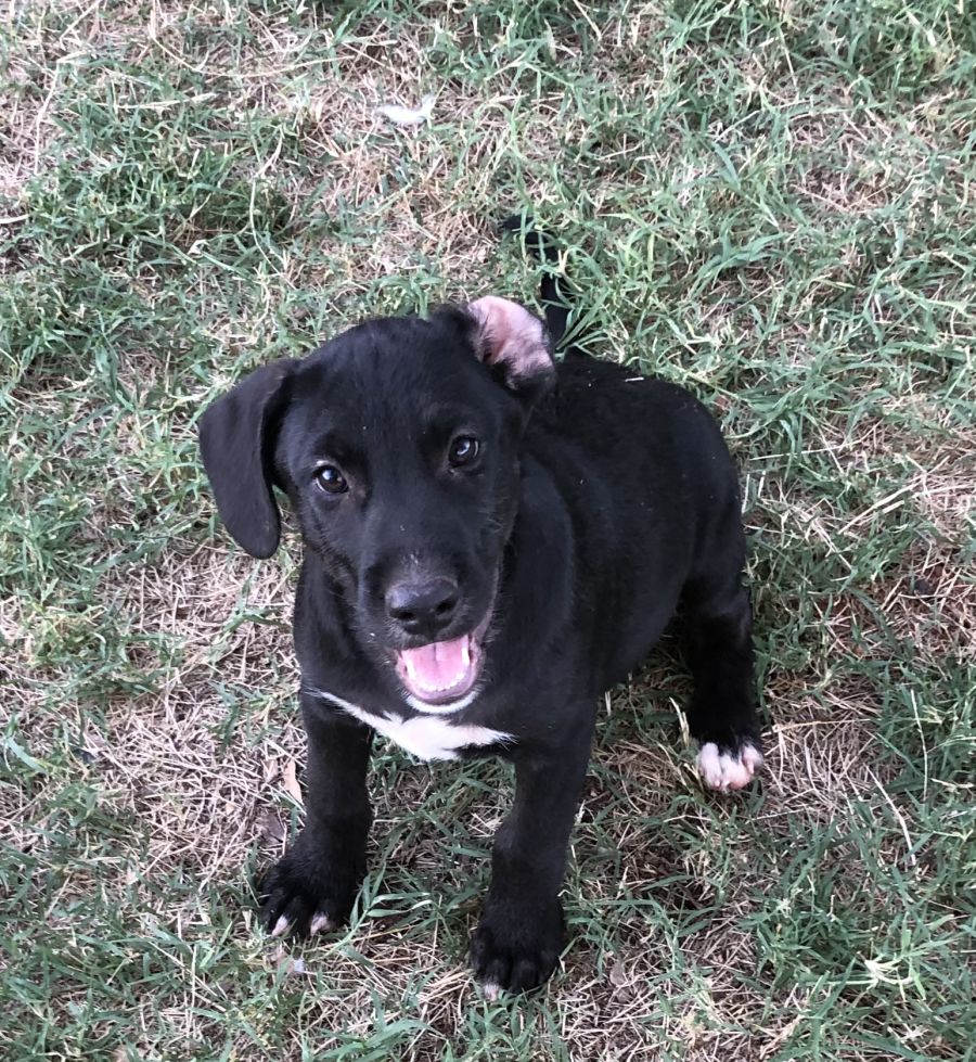 Milo - Medium Male Mixed Breed Dog in SA - PetRescue