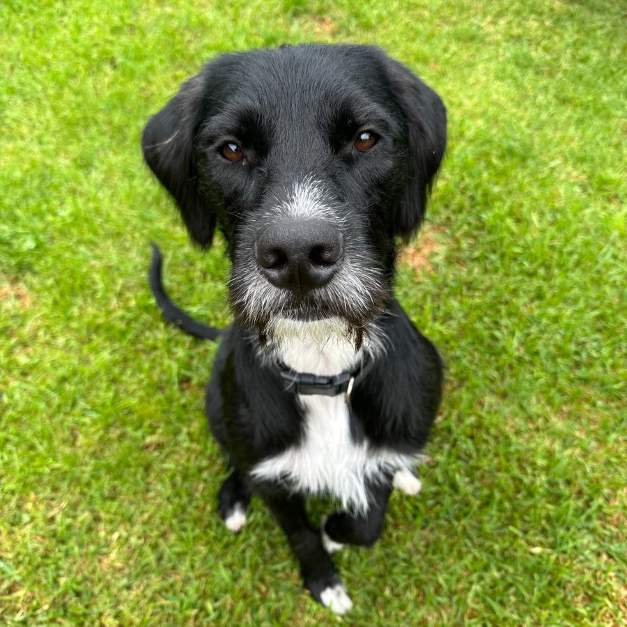 Miles - Medium Male Pointer x Border Collie Mix Dog in NSW - PetRescue