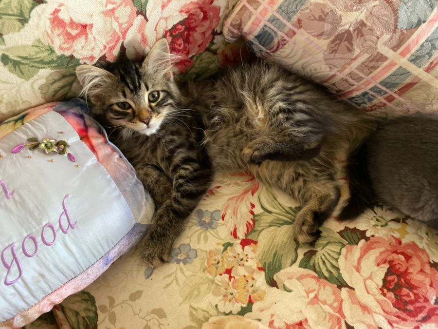 Chicko - Male Domestic Medium Hair Cat in VIC - PetRescue