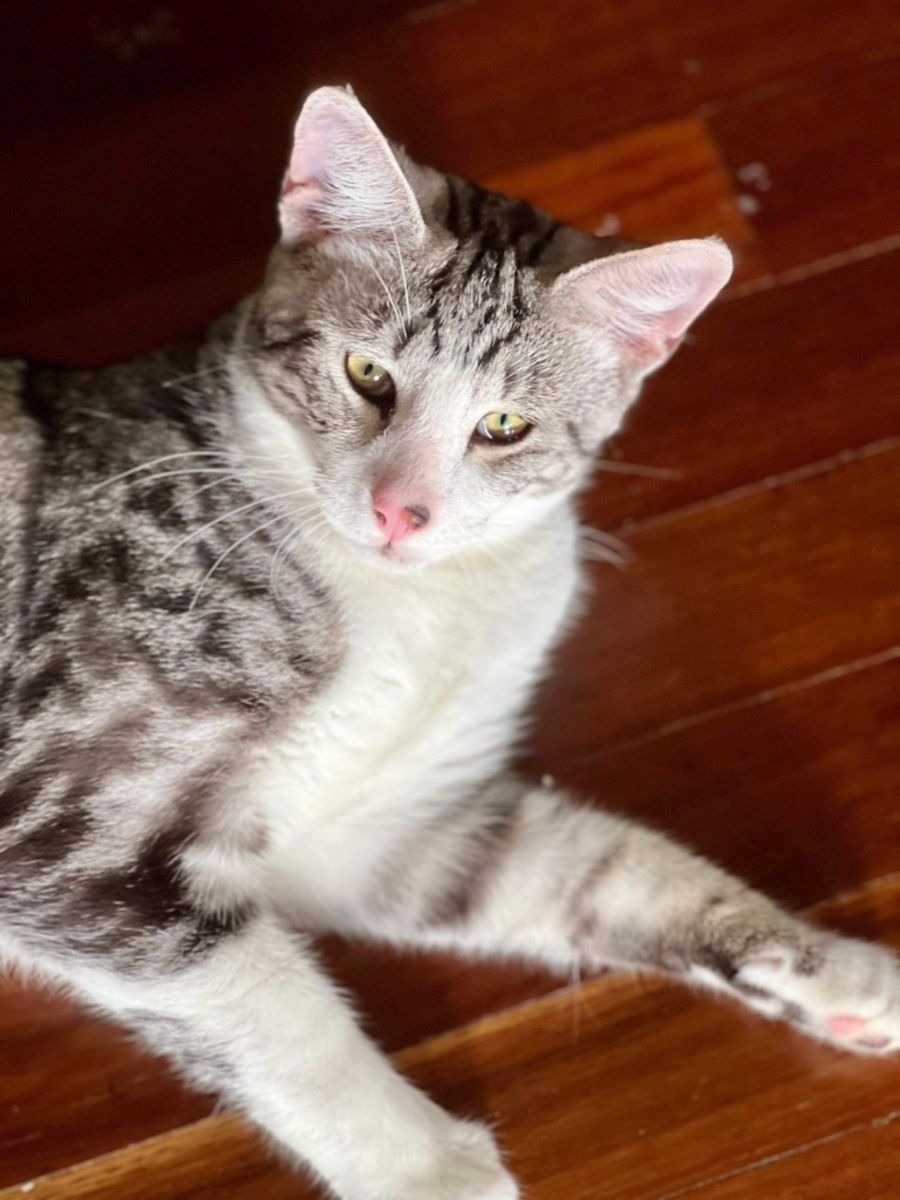 Saltan - Male Siamese Mix Cat in QLD - PetRescue