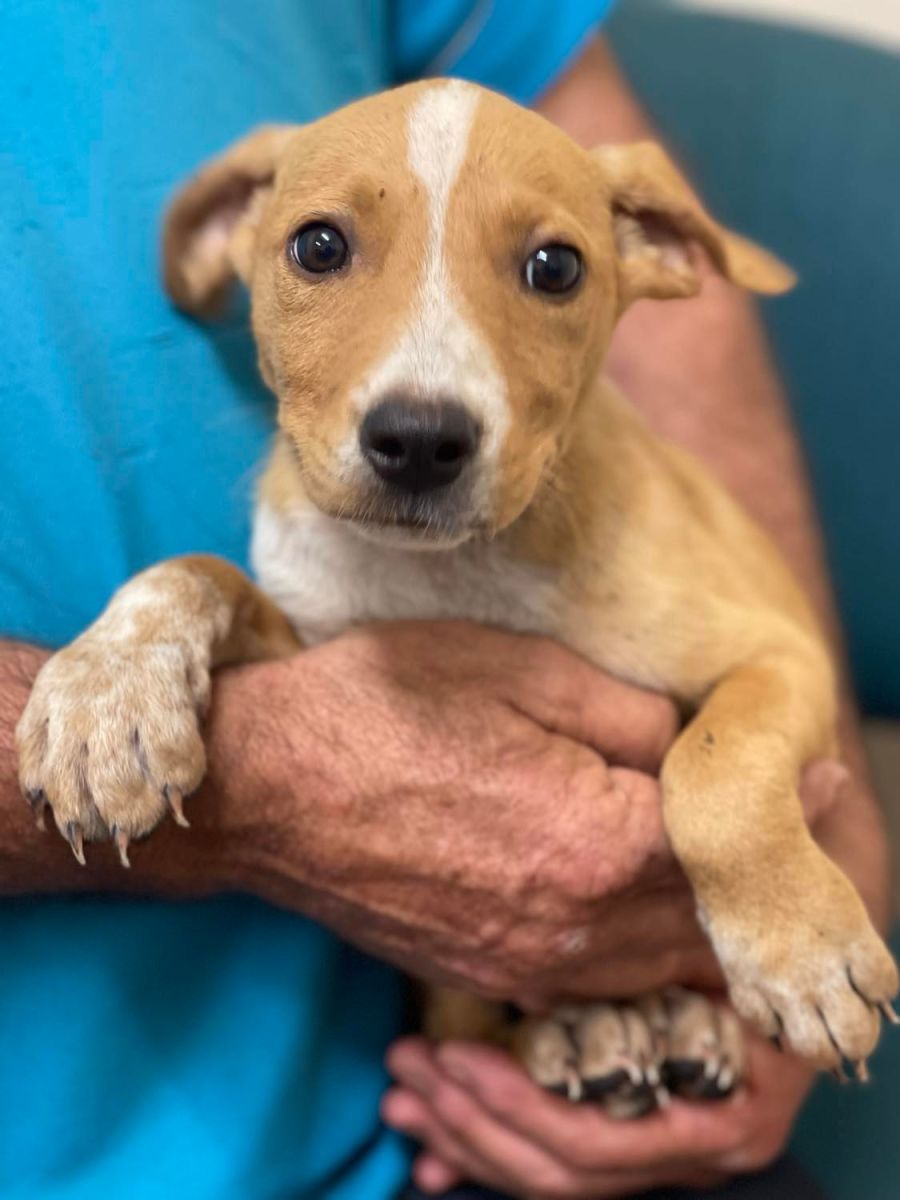 Mando - Medium Male Australian Cattle Dog Mix Dog in QLD - PetRescue