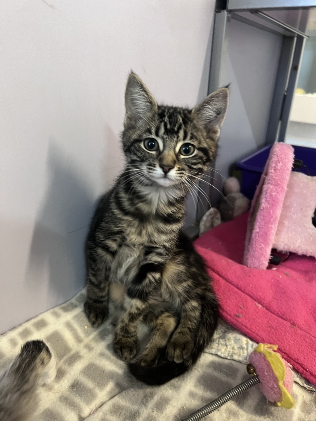 Kit Kat - Female Dsh Mix Cat in WA - PetRescue