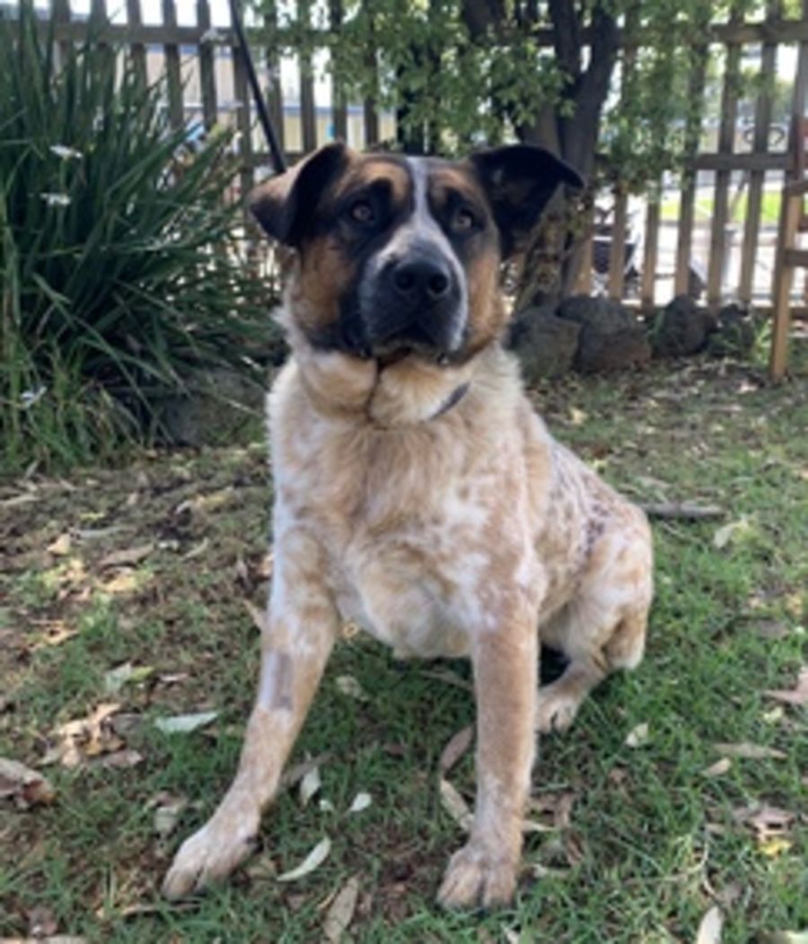 Marshall - 59154 - Medium Male Red Heeler Mix Dog in VIC - PetRescue