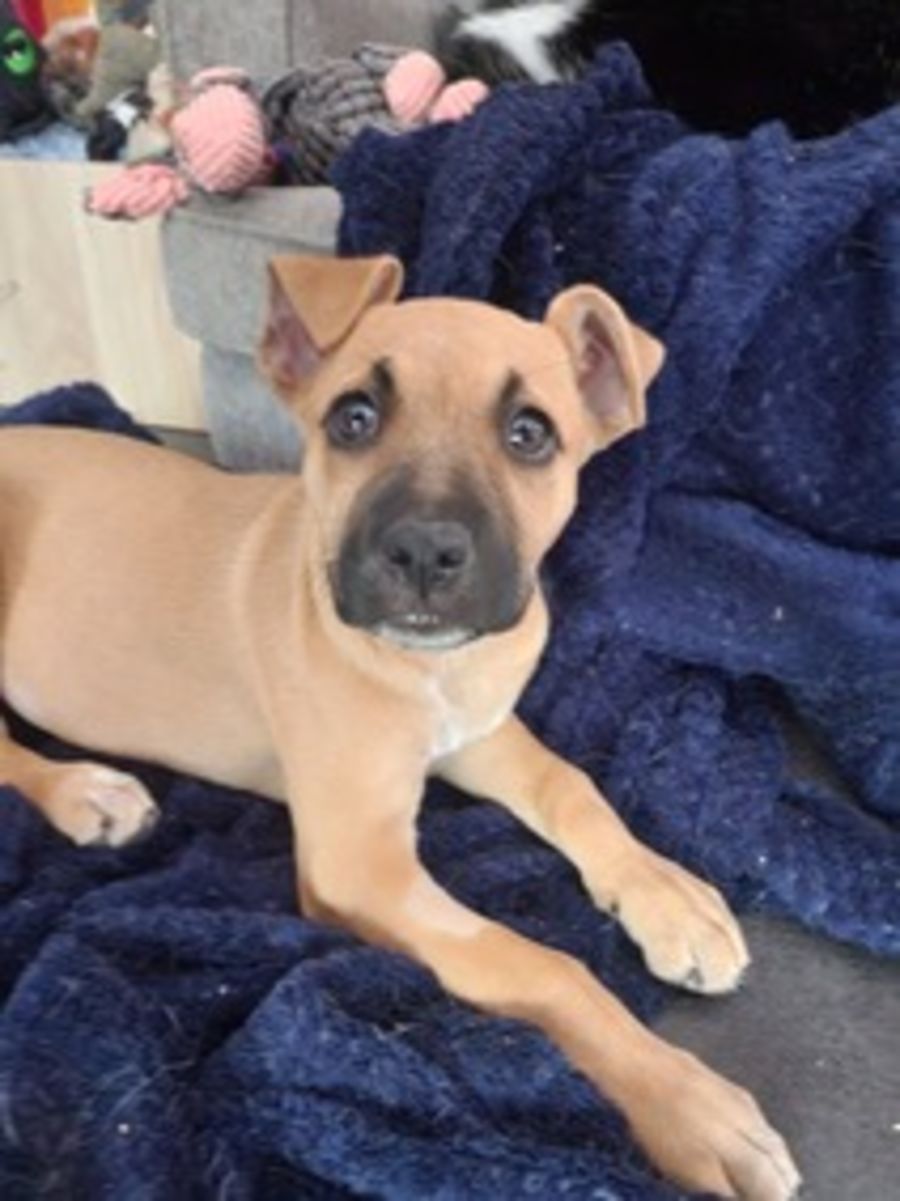 Ada (59274) - Small Female Chihuahua x Staffy Dog in VIC - PetRescue