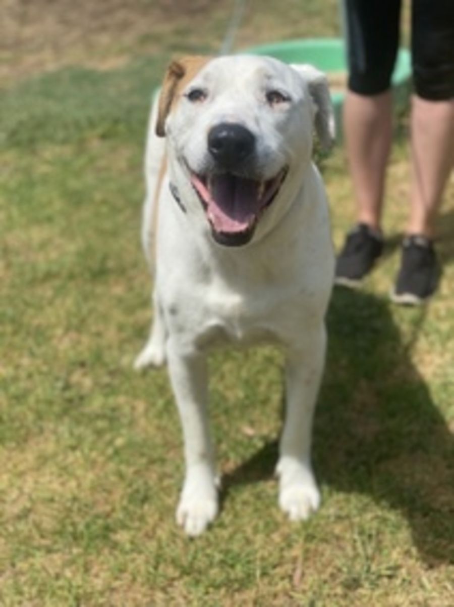 Banjo - 54523 - Medium Male Labrador x Bull Arab Mix Dog in VIC - PetRescue