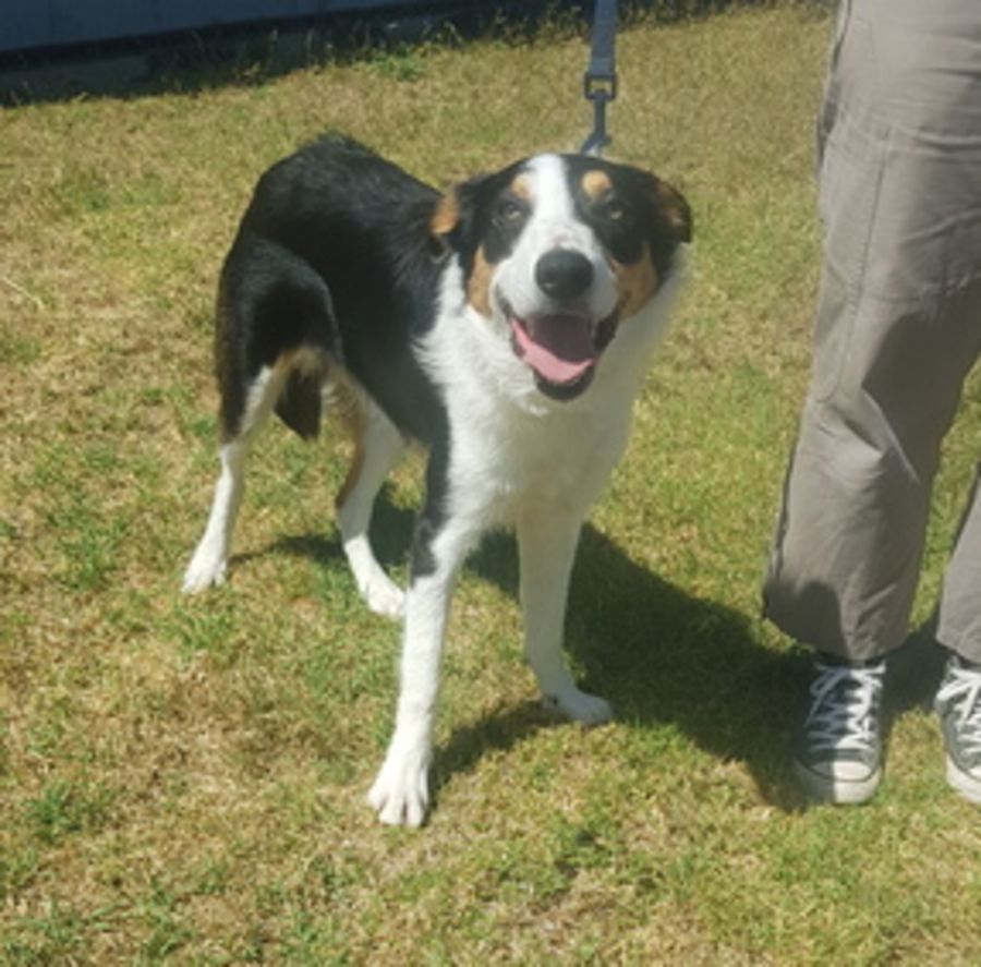 Leo (59458) - Medium Male Border Collie Dog in VIC - PetRescue