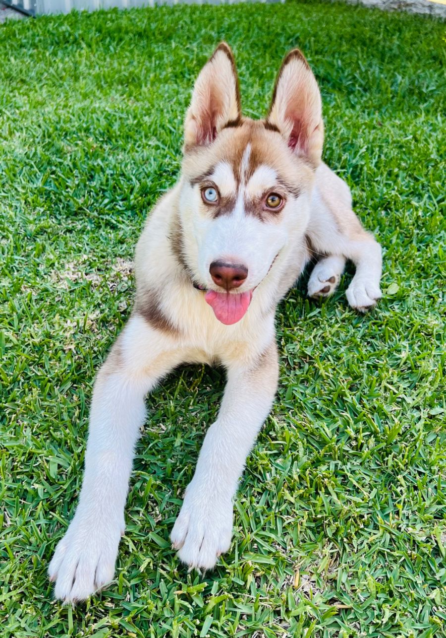 Narla - Medium Female Siberian Husky Dog in NSW - PetRescue