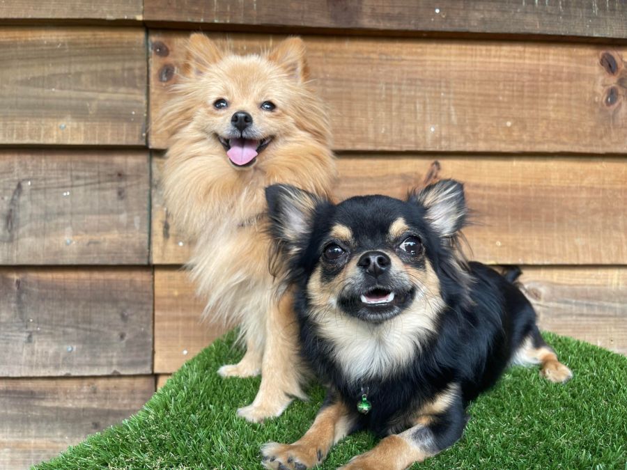 Chimi - Small Male Chihuahua Dog in QLD - PetRescue