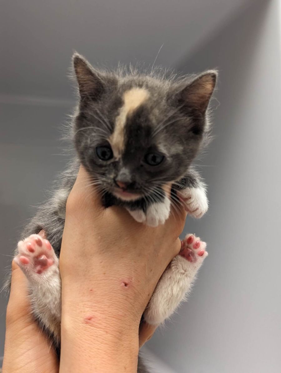 Squeak - Female Domestic Short Hair Cat in QLD - PetRescue