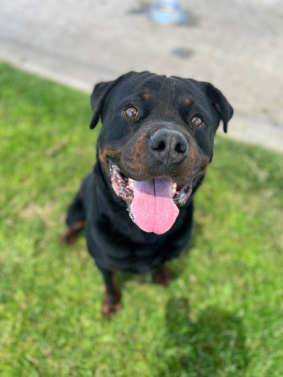 Sly (6045) - Large Male Rottweiler Dog in VIC - PetRescue
