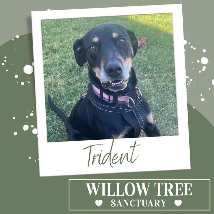 Trident - Large Male Rottweiler Mix Dog in NSW - PetRescue