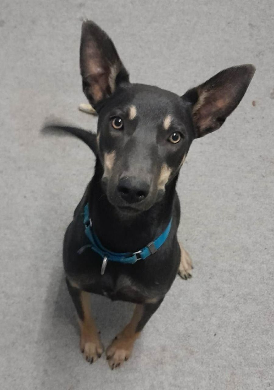 Blue - Medium Male Kelpie Dog in NSW - PetRescue