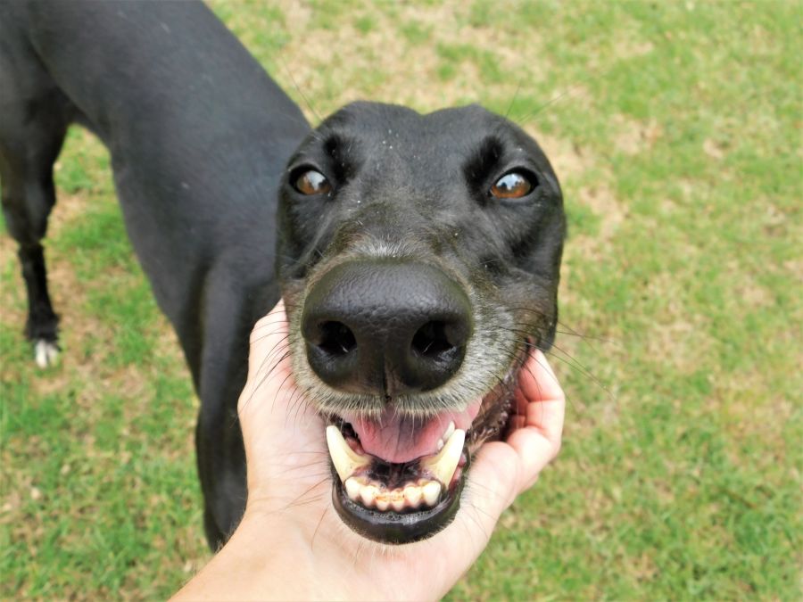 Peaches - Large Female Greyhound Dog in QLD - PetRescue
