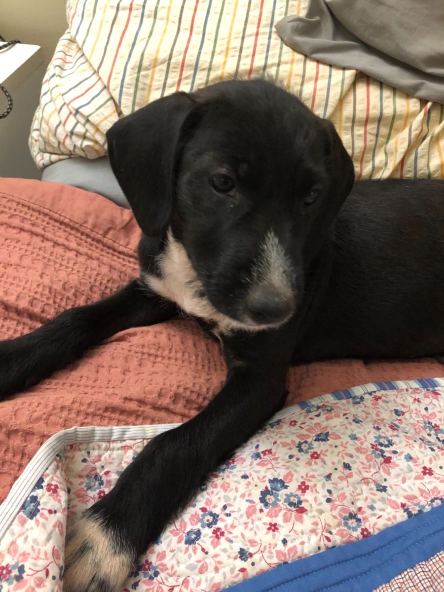 Bonnie - Medium Female Mixed Breed Dog in SA - PetRescue