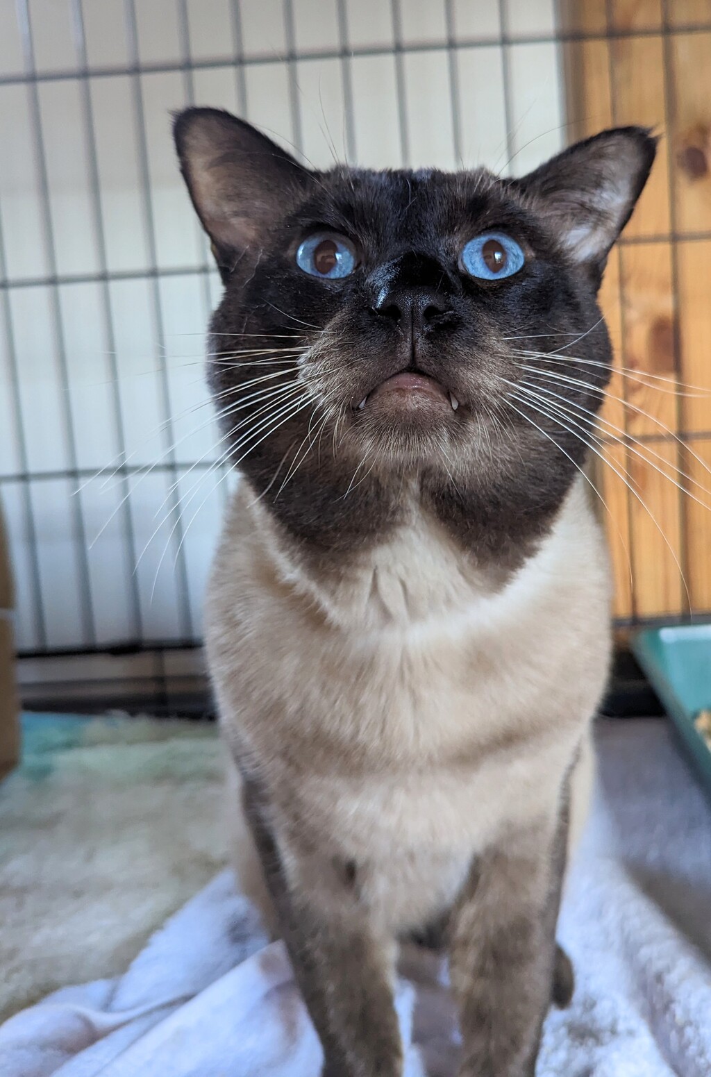 Manny - Male Tonkinese Mix Cat in QLD - PetRescue