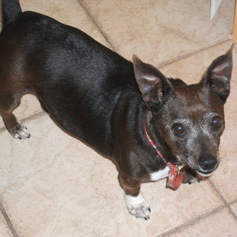 Bailey - Small Female Chihuahua x Mixed Breed Mix Dog in WA - PetRescue
