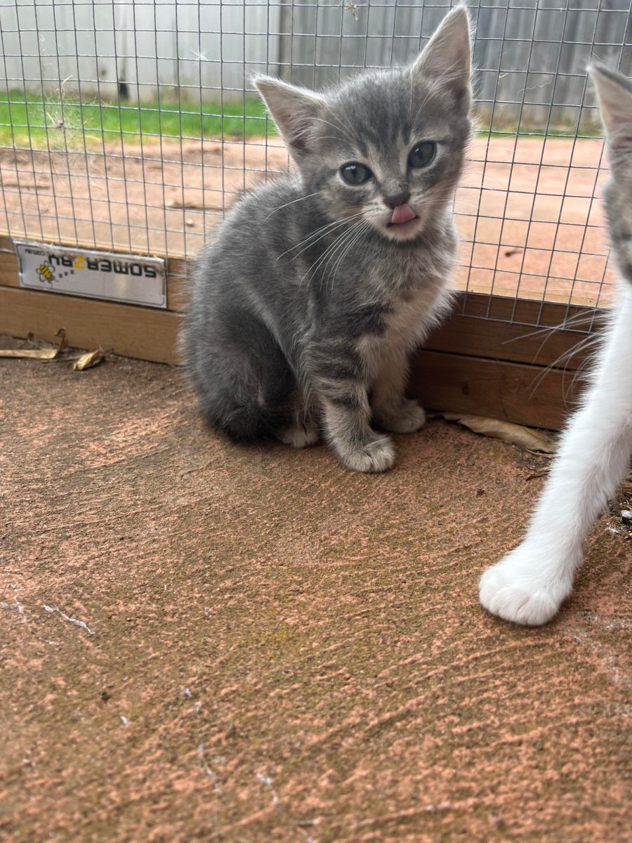 Cornflakes - Female Domestic Short Hair Mix Cat in VIC - PetRescue
