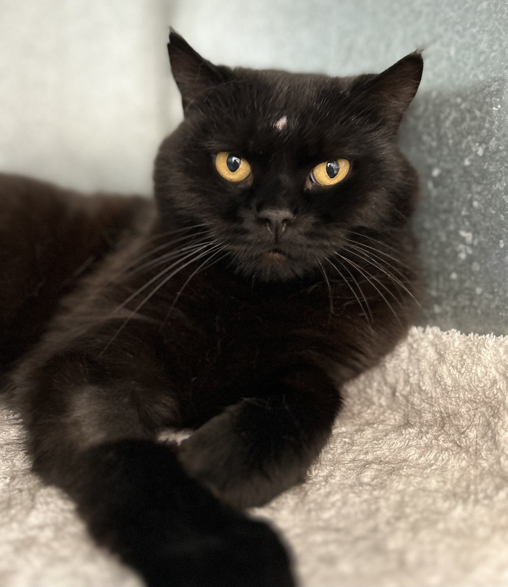 Luna - Female British Shorthair Mix Cat in VIC - PetRescue