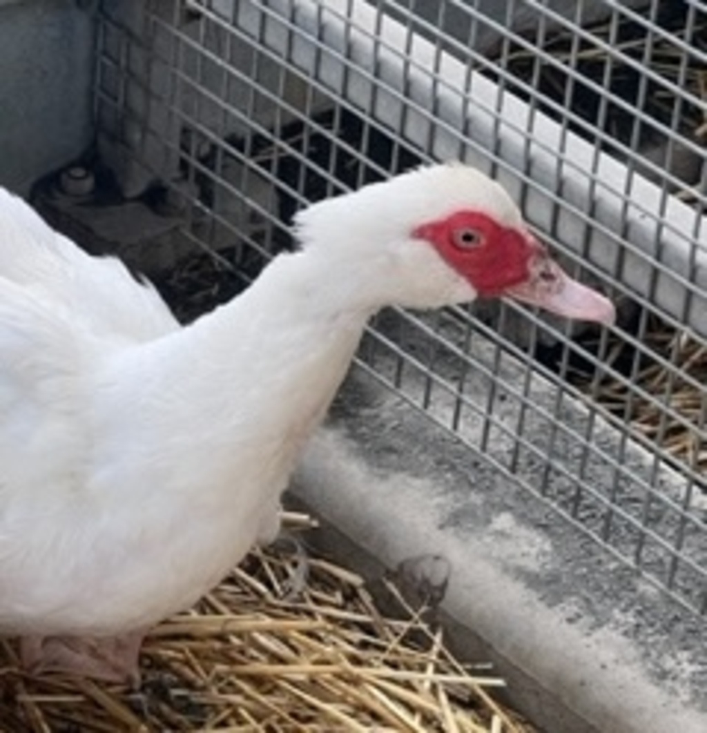 Daffodil - Female Duck Muscovy Mix Fowl in QLD - PetRescue