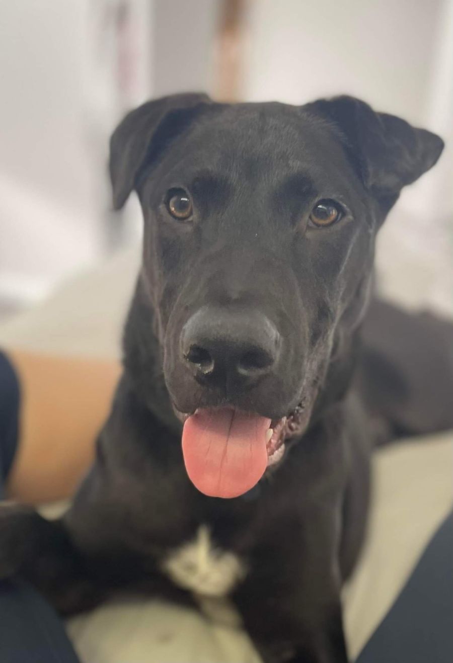 Dash - Medium Male Shar-Pei x Labrador Mix Dog in QLD - PetRescue