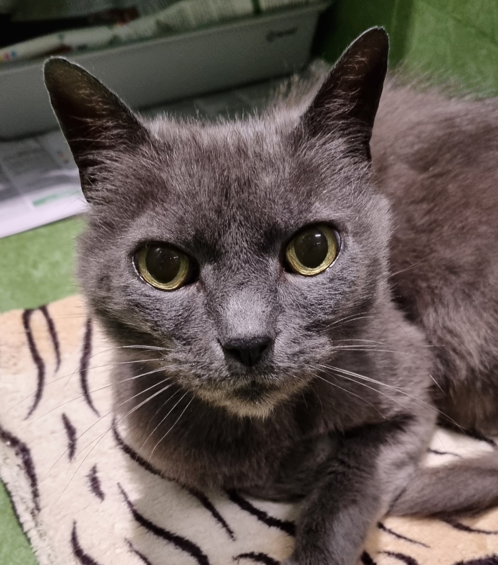 Xavier - Male Russian Blue Cat in VIC - PetRescue