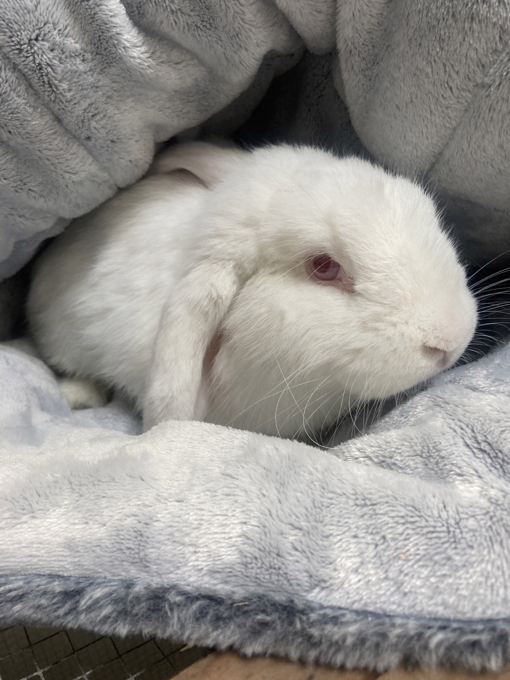 Spinifex - Male Lop Eared Mix Rabbit in WA - PetRescue