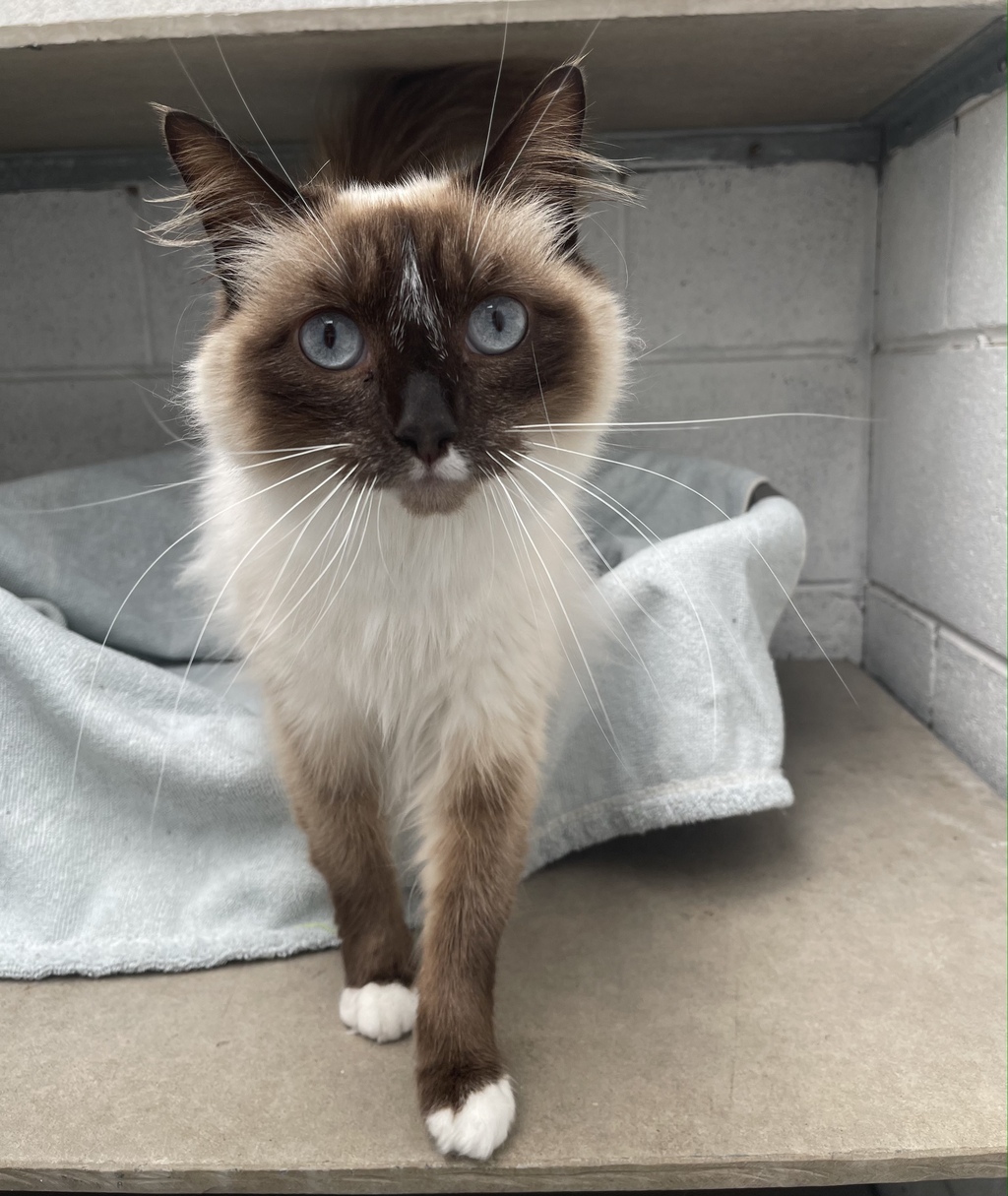 Ruby - Female Birman Mix Cat in VIC - PetRescue