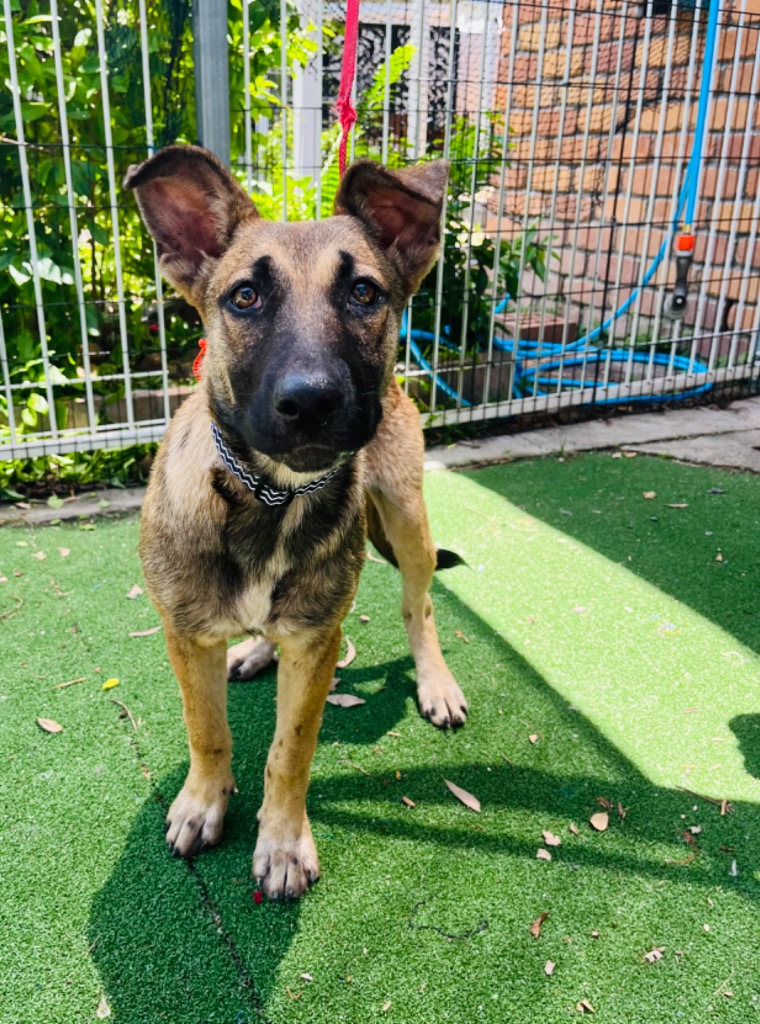 Asha - Medium Female German Shepherd Mix Dog in QLD - PetRescue