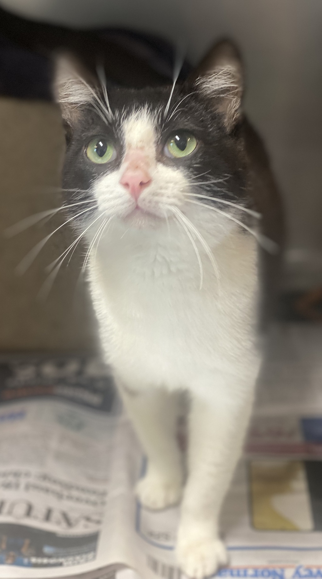 Shen - Male Domestic Short Hair Mix Cat in VIC - PetRescue