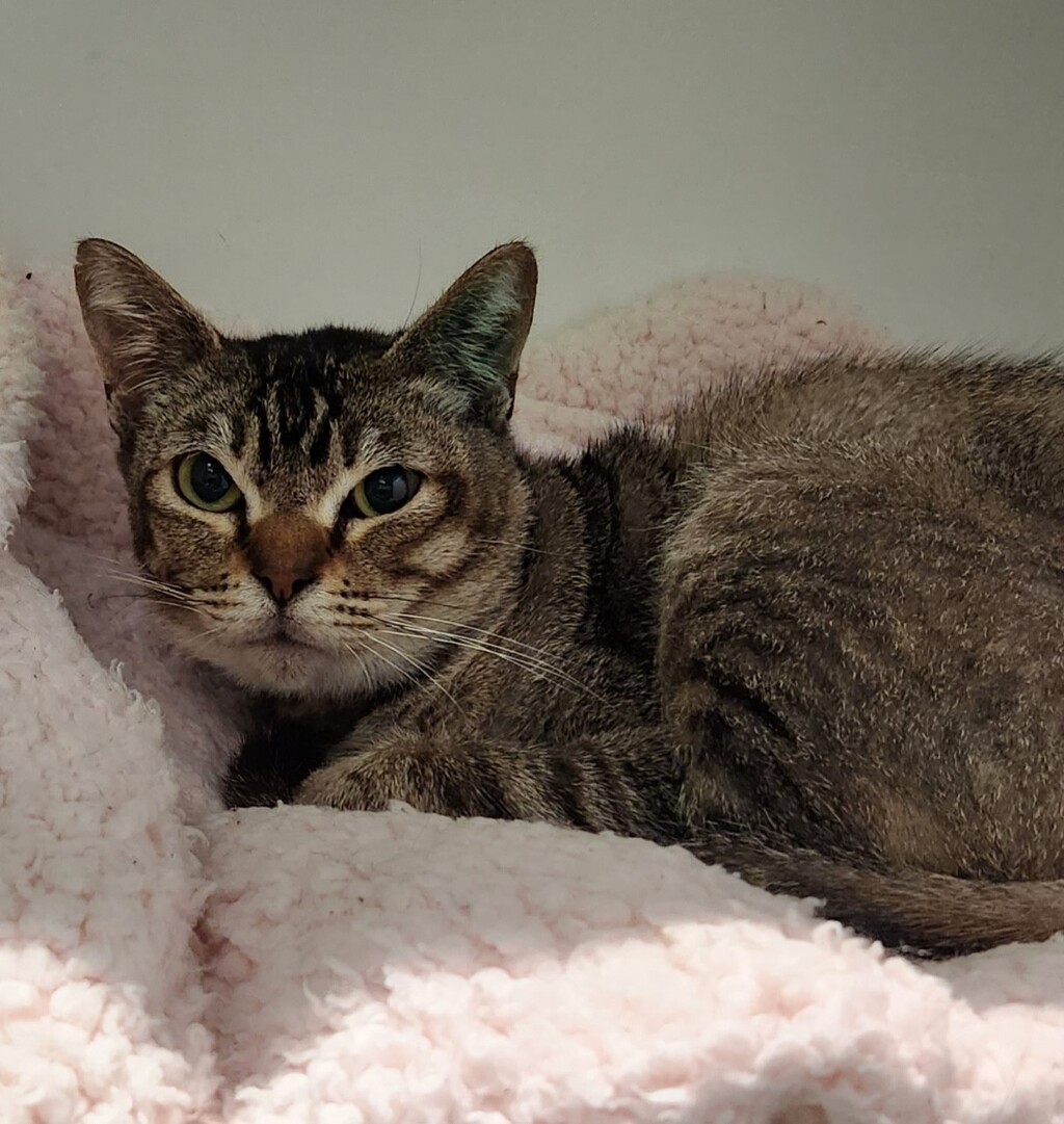 Abby - Female Abyssinian Mix Cat in VIC - PetRescue