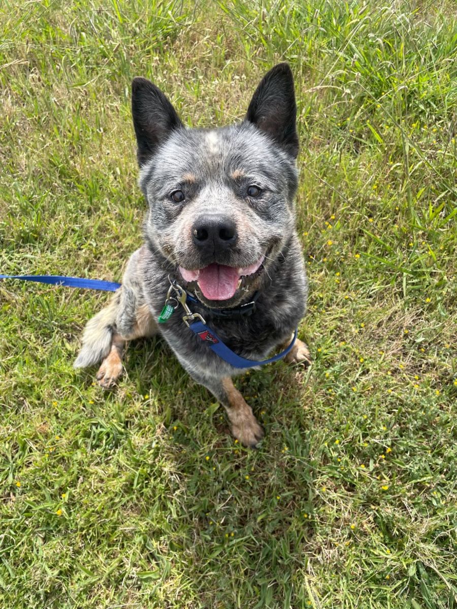 Digger - Medium Male Blue Heeler Dog in VIC - PetRescue