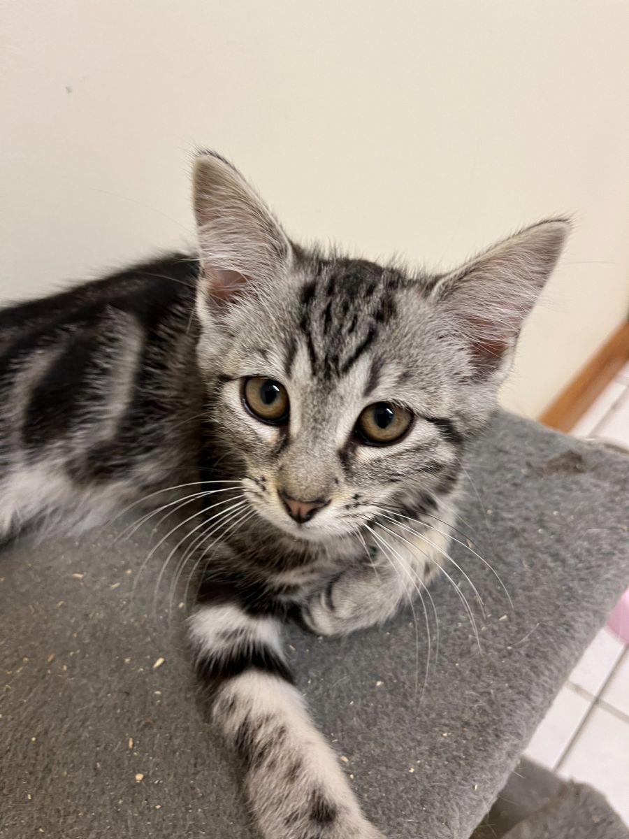 Mozart - Male Domestic Short Hair Cat in NSW - PetRescue