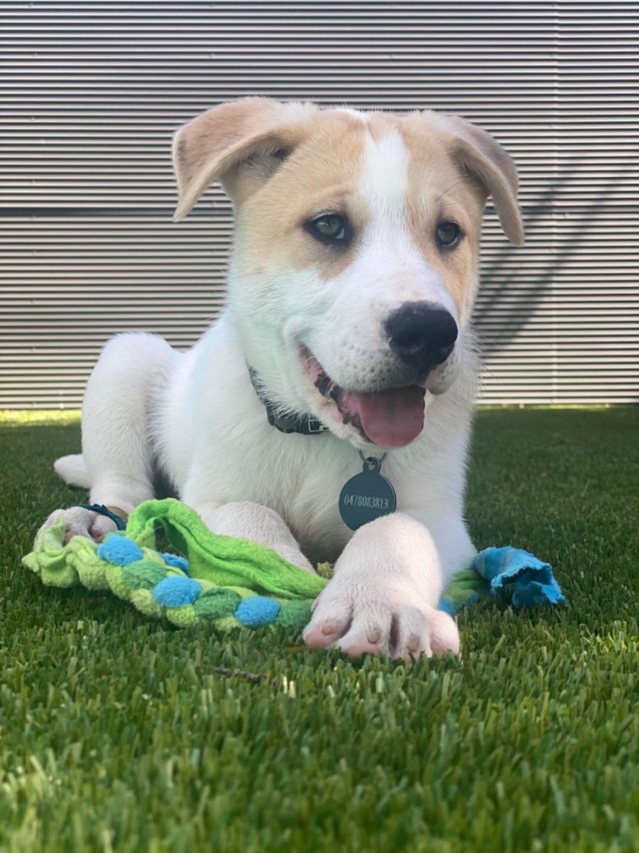 Maui - Large Male Shar-Pei x Husky x Mastiff Mix Dog in VIC - PetRescue